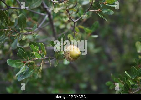 Quercus coccifera, the kermes oak or commonly known as Palestine oak is ...