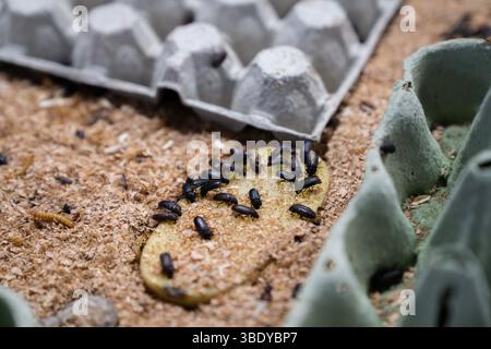 Insects in a farming container, used as a sustainable, high-protein ...