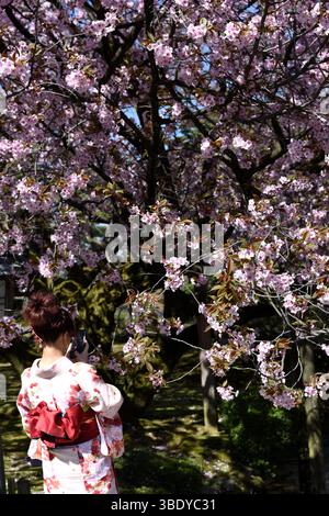 Kenrokuen garden in Kanazawa during spring with fully bloomed sakura ...