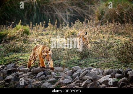 Tiger walking, Tadoba Wildlife Sanctuary, Chandrapur, Maharashtra ...