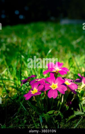 Low angle shot of blooming wildflowers with a clear blue sky Stock ...