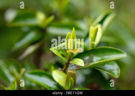 green tea trees before Grain Rain Stock Photo - Alamy