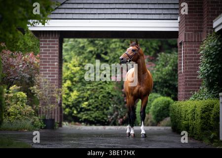 breeding stallion photo shoot at Signature stallions farm Stock Photo ...