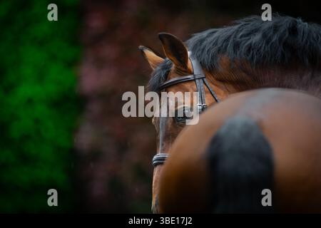breeding stallion photo shoot at Signature stallions farm Stock Photo ...