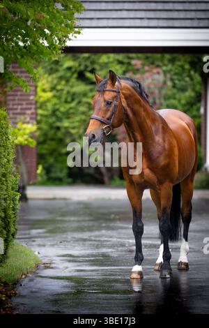 breeding stallion photo shoot at Signature stallions farm Stock Photo ...