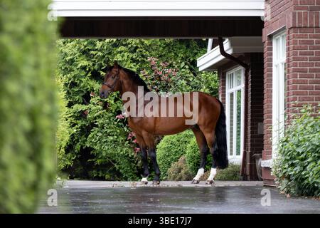 breeding stallion photo shoot at Signature stallions farm Stock Photo ...