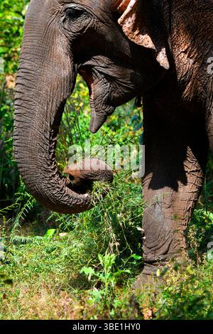Elephant in the jungle,Banlung,Ratanakiri Province,Cambodia,South East ...