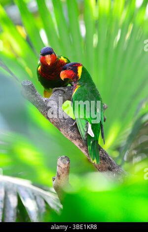 Parrots in Bali Bird Park, Indonesia, South East Asia Stock Photo - Alamy