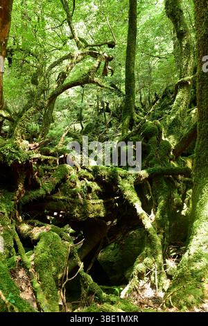 Lush rainforest along the Shiratani Unsuikyo trail on the southern ...