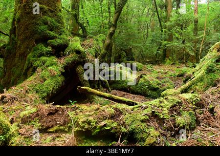 Lush rainforest along the Shiratani Unsuikyo trail on the southern ...
