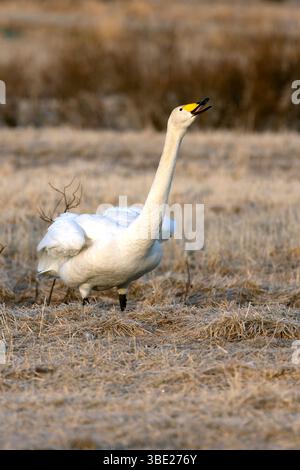 Whooper swans swim on the last open waterhole between a frozen sheet of ...