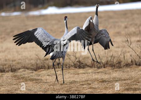 Male and female Common cranes performing mating dances on a cold ...