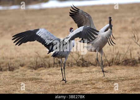 Male and female Common cranes performing mating dances on a cold ...