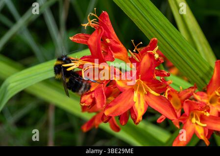 Crocosmia flower and bumblebee Stock Photo - Alamy