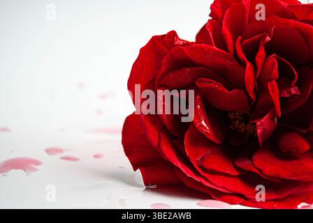 Stunning red rose with fresh rose juice drops beside it Stock Photo - Alamy