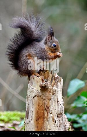France, Doubs, wildlife, red squirrel (Sciurus vulgaris Stock Photo - Alamy