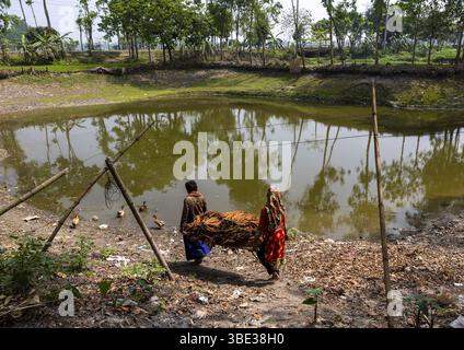 Bangladeshi couple carrying dried tobacco leaves, Rangpur Division, Rangpur, Bangladesh Stock ...