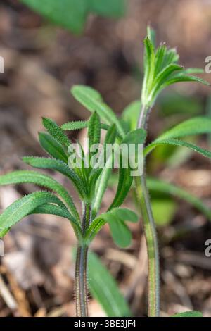 Wild herbs in spring with small flowers Stock Photo - Alamy