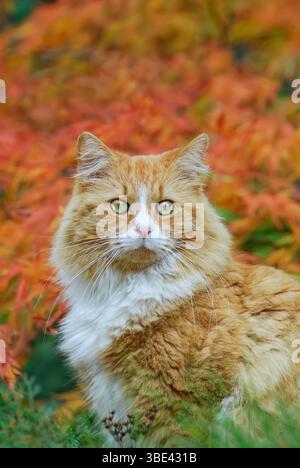 Ginger and white colored cat sitting on a chair Stock Photo - Alamy