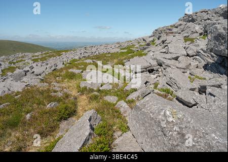 Limestone outcrop along the ridge og Garreg Las, Black Mountain, Wales ...