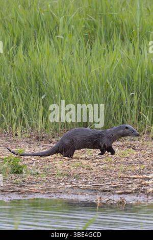 Common Otter (Lutra lutra) Norfolk May 2025 Stock Photo - Alamy