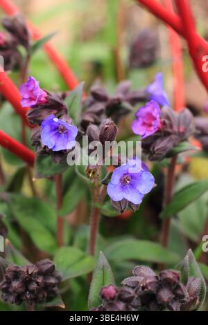Cornus alba Baton Rouge dogwood planted with Pulmonaria Blue Ensign in ...