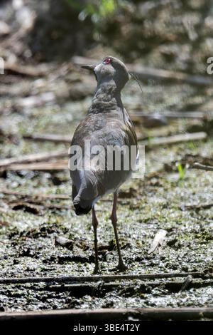 Southern Lapwing (Vanellus chilensis), Aves, Ushuaia, Tierra del Fuego ...
