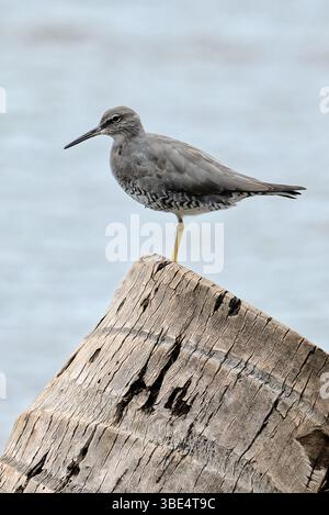 Wandering Tattler (Tringa incana) Aves Stock Photo - Alamy