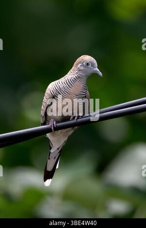 Zebra Dove (Geopelia striata) Aves Stock Photo - Alamy