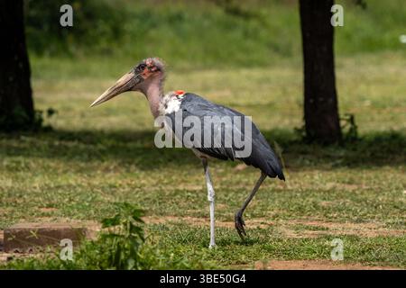 Marabou stork walking Stock Photo - Alamy