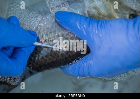 Fish scale being removed with forcepts by researcher Stock Photo - Alamy