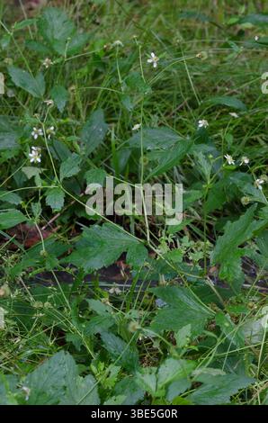 white avens (Geum canadense Stock Photo - Alamy