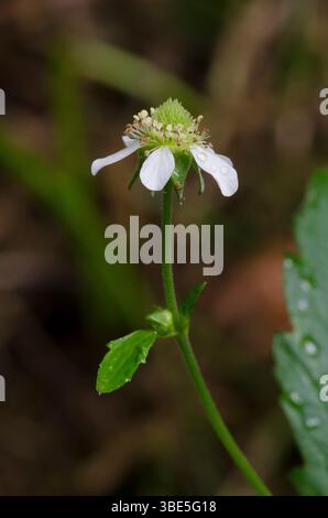 white avens (Geum canadense Stock Photo - Alamy