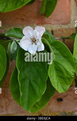 Cydonia oblonga Meech's Prolific, quince Meech's Prolific, white ...
