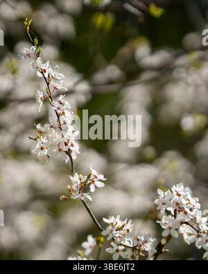Damson Plum Blossom in Spring, UK Stock Photo - Alamy