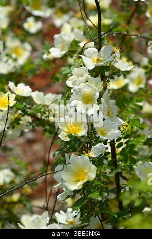 Dainty pale cream single flowers of incense rose, Rosa primula UK ...