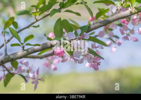 southern crabapple (Malus angustifolia Stock Photo - Alamy