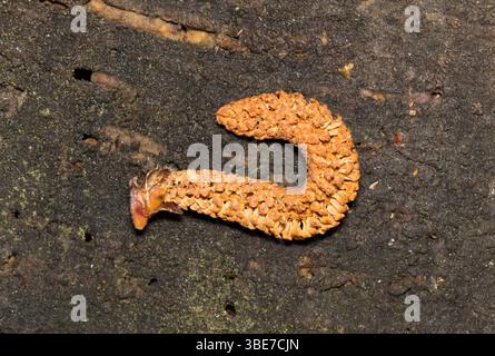 Male pollen cone from coniferous Cypress pine tree nature plant ...