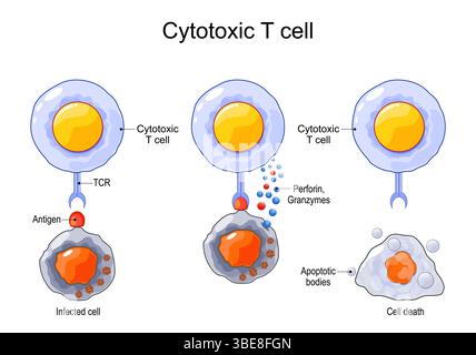 Cell-Mediated Immunity from antigen presentation to cytotoxic response ...