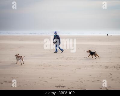 female professional dog trainer/walker with 2 dogs. show spaniel and a ...