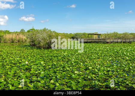 Swamp landscape at Anhinga Trail with a wooden walkway, Everglades ...