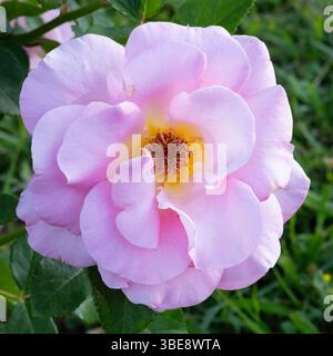 Amazing pink roses in Parc de Cervantes, Barcelona, Spain. The park has ...