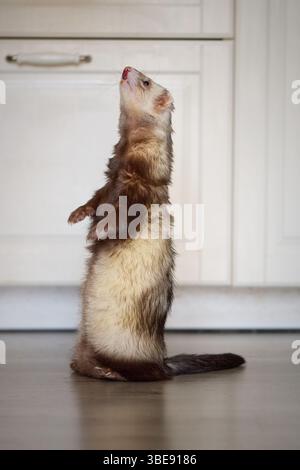 Sable ferret living in city apartment and run around Stock Photo - Alamy