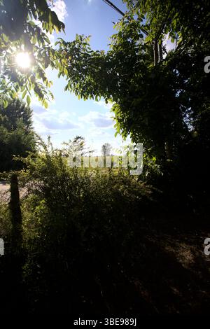 Poplar in the middle of a field on a sunny day at sunset seen from the ...