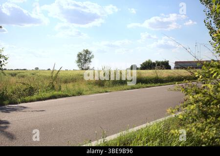 Poplar in the middle of a field on a sunny day at sunset seen from the ...