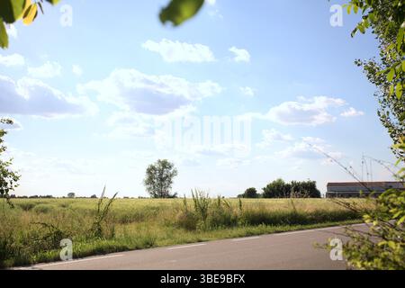 Poplar in the middle of a field on a sunny day at sunset seen from the ...