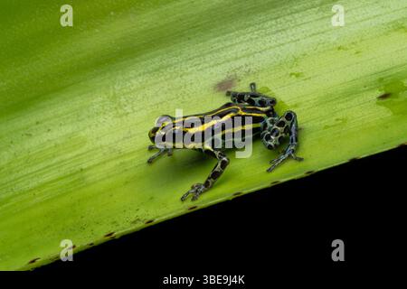 Zimmerman’s Poison Frog, Ranitomeya variabilis, in the Napo River Basin ...