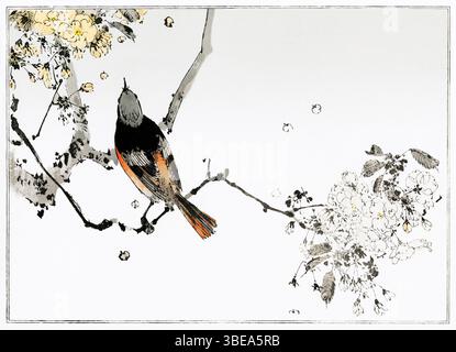 Japanese swallow bird from Seitei Kacho Gafu (1890–1891) by Wantanabe ...