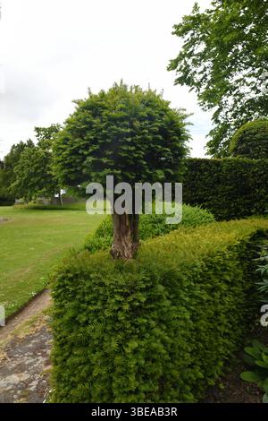 Clipped evergreen Yew hedge Stock Photo - Alamy