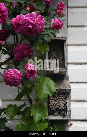 An insect house (bug hotel, mini beast mansion) built with sticks ...